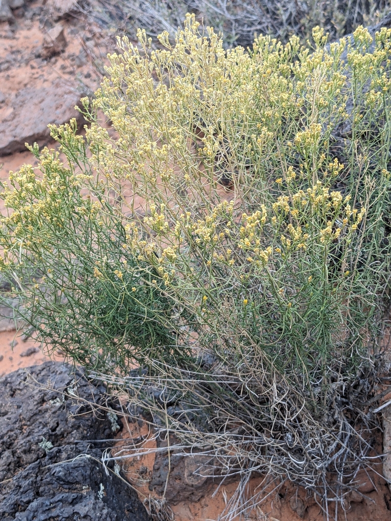 Broom Snakeweed from Dammeron Valley, UT 84783, USA on October 16, 2023 ...