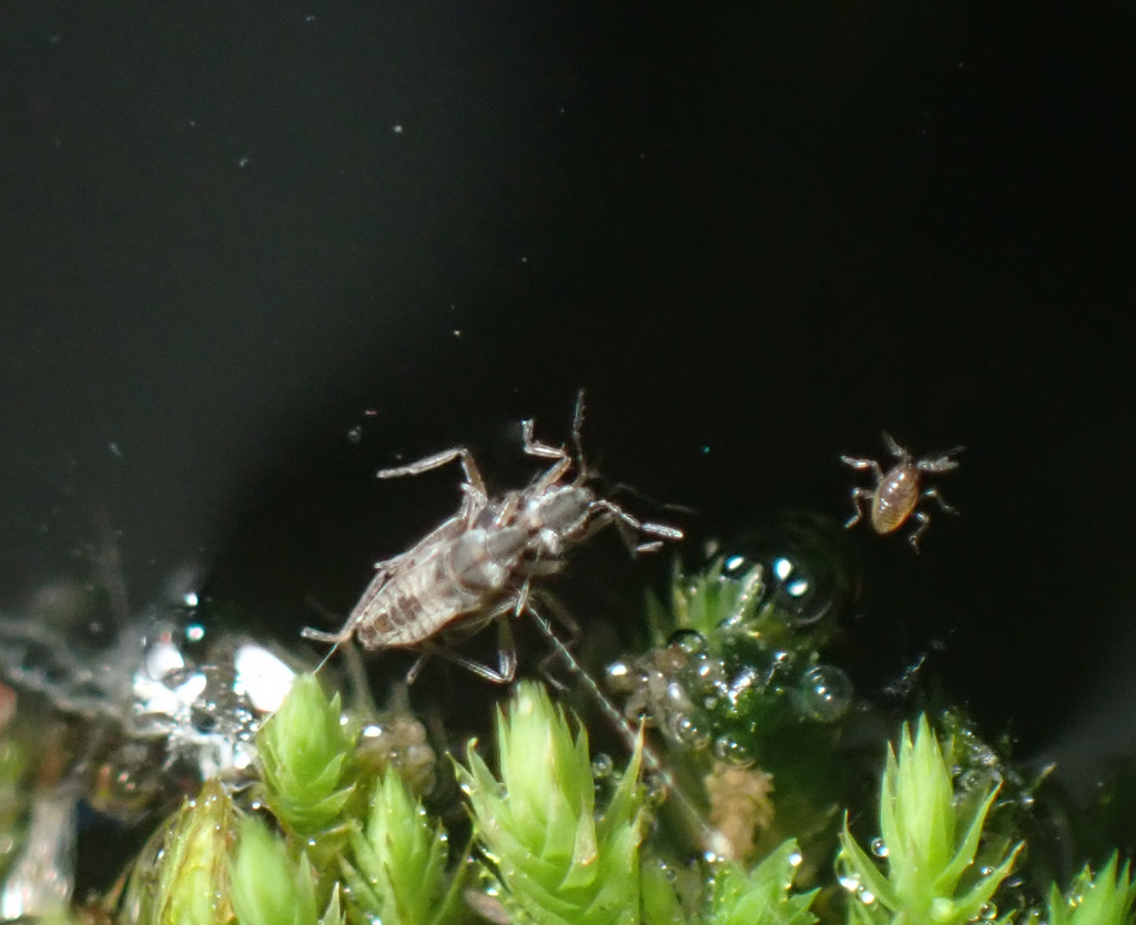 Microvelia from Realejo-San Matias, Granada, Spain on August 31, 2023 ...