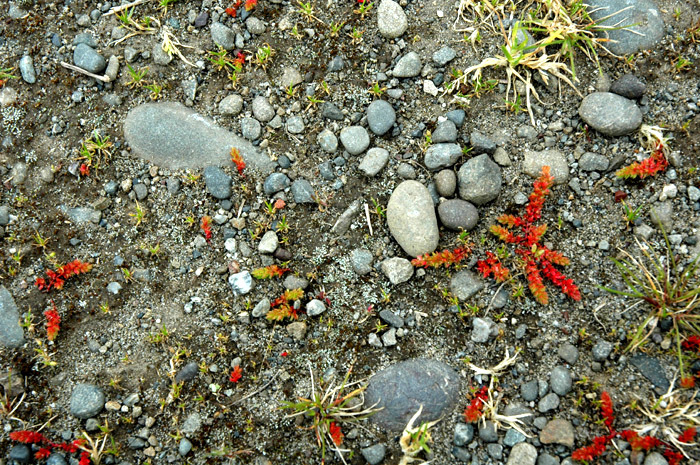 Three-parted Crassula from Bainesse, Rangiotu Road, Manawatu. New ...