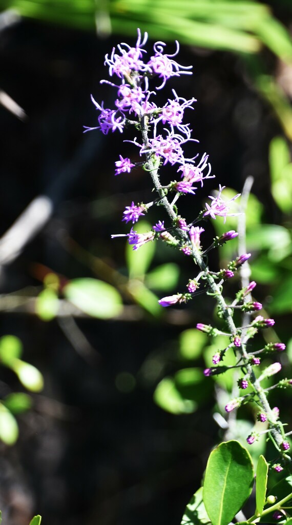 slender blazing-star from Polk County, FL, USA on October 18, 2023 at ...