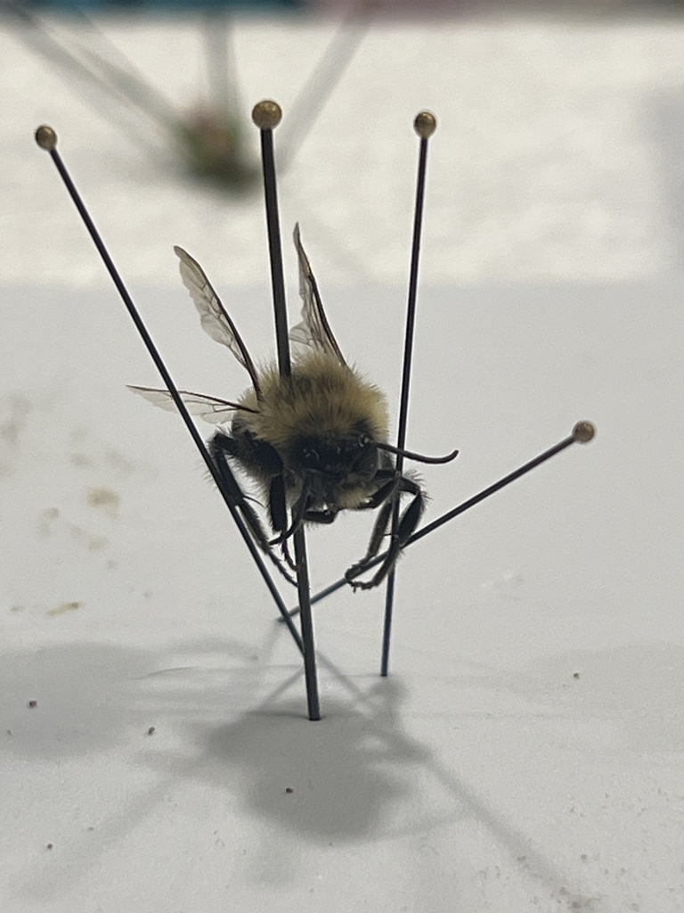 Perplexing Bumble Bee from Weaver View Cir, Weaverville, NC, US on ...