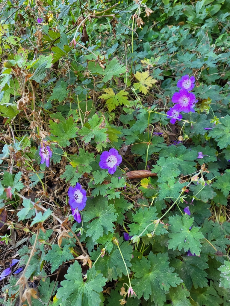 Geranium wallichianum from Golden Gate Park, San Francisco, CA, USA on ...