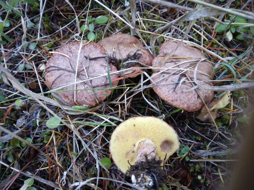 Western Painted Suillus from Bayview, ID 83803, USA on October 18, 2023 ...