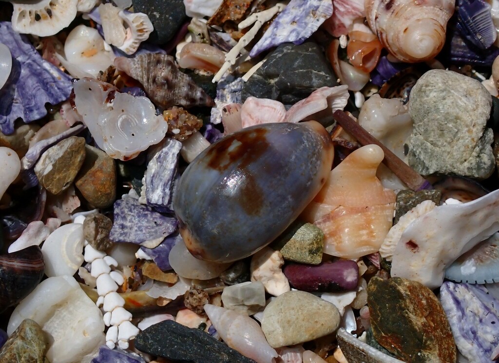 graceful cowrie from Arrawarra NSW 2456, Australia on October 17, 2023 ...