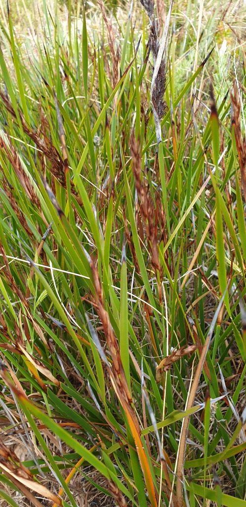 variable sword-sedge from Marino Conservation Park on October 15, 2023 ...