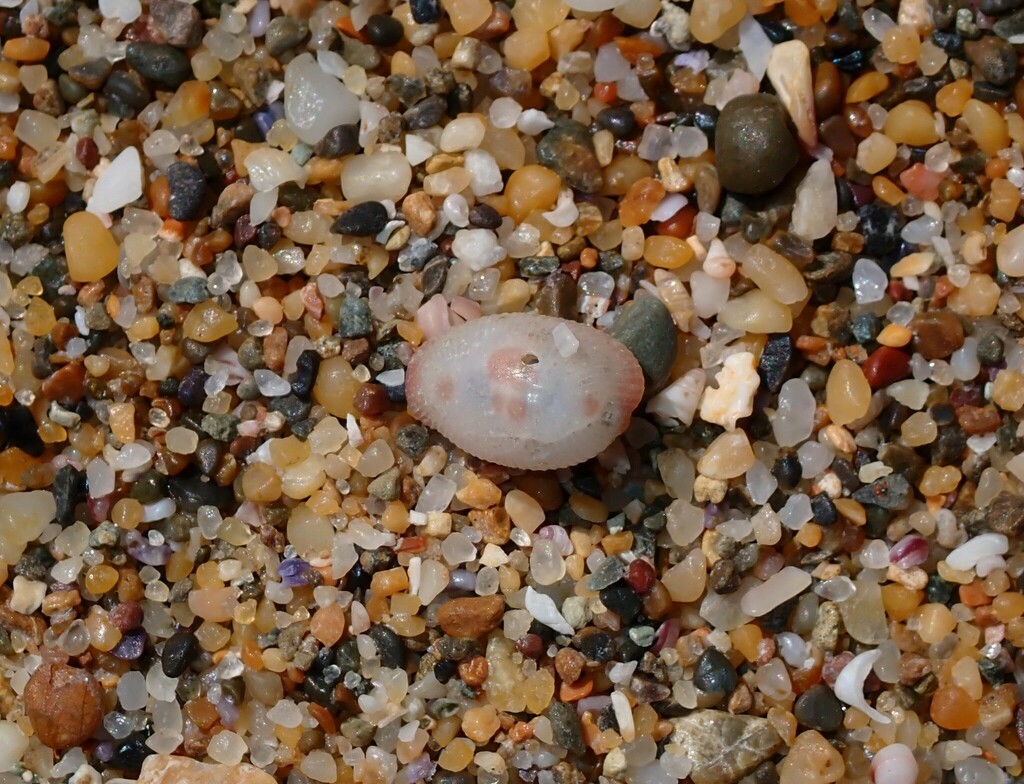 Common Southern Bean Cowry from Woolgoolga NSW 2456, Australia on ...