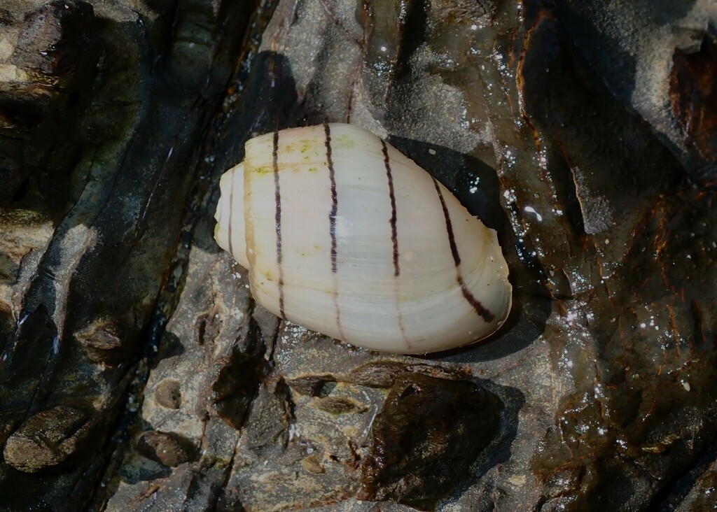 Pink Bubble Snail from Woolgoolga NSW 2456, Australia on October 17 ...
