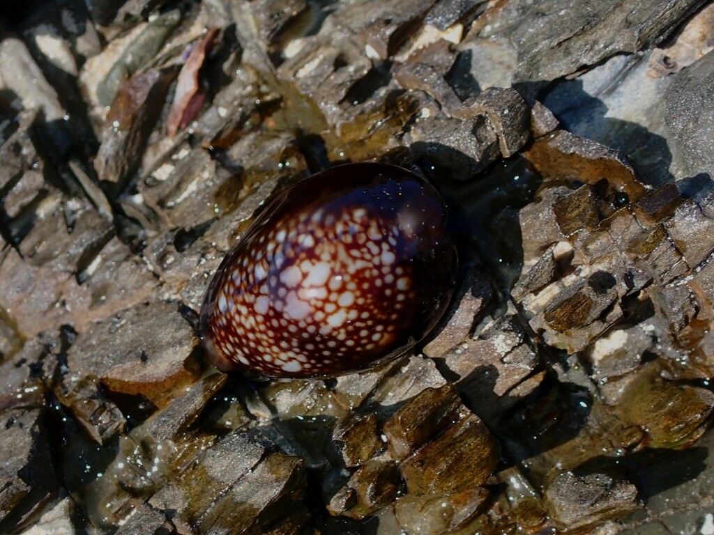 Snakehead Cowrie from Woolgoolga NSW 2456, Australia on October 17 ...