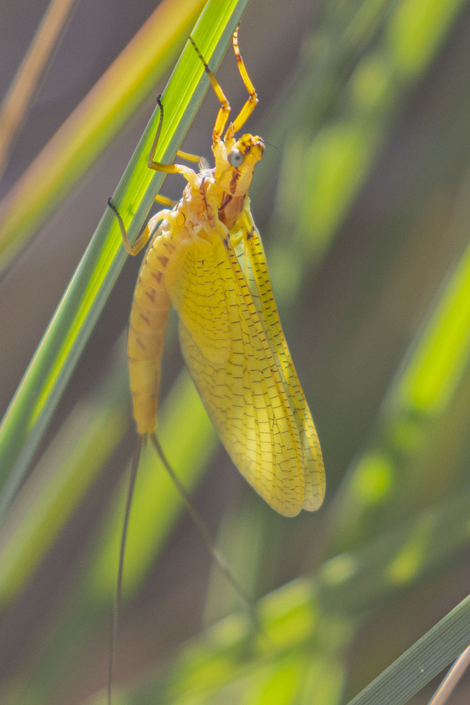 Giant Mayfly from New Braunfels, TX, USA on October 18, 2023 at 11:03 ...