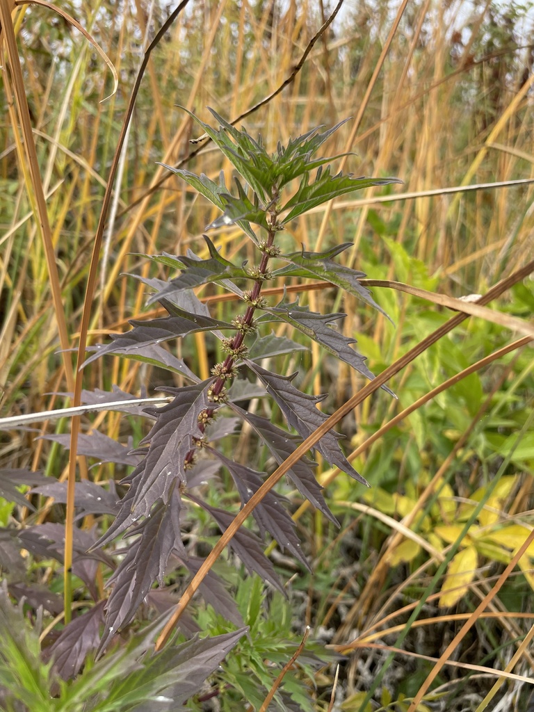 American bugleweed from Harper, OR, US on October 16, 2023 at 02:21 PM ...