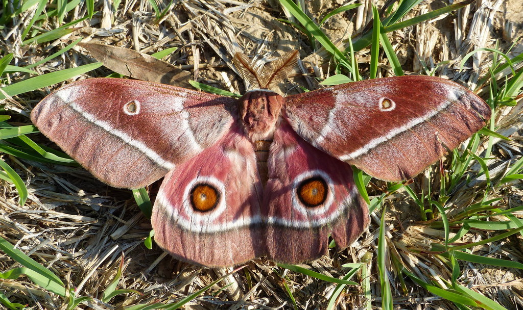 Mopane Worm from Umzingwane, Zimbabwe on November 25, 2014 at 03:10 AM ...