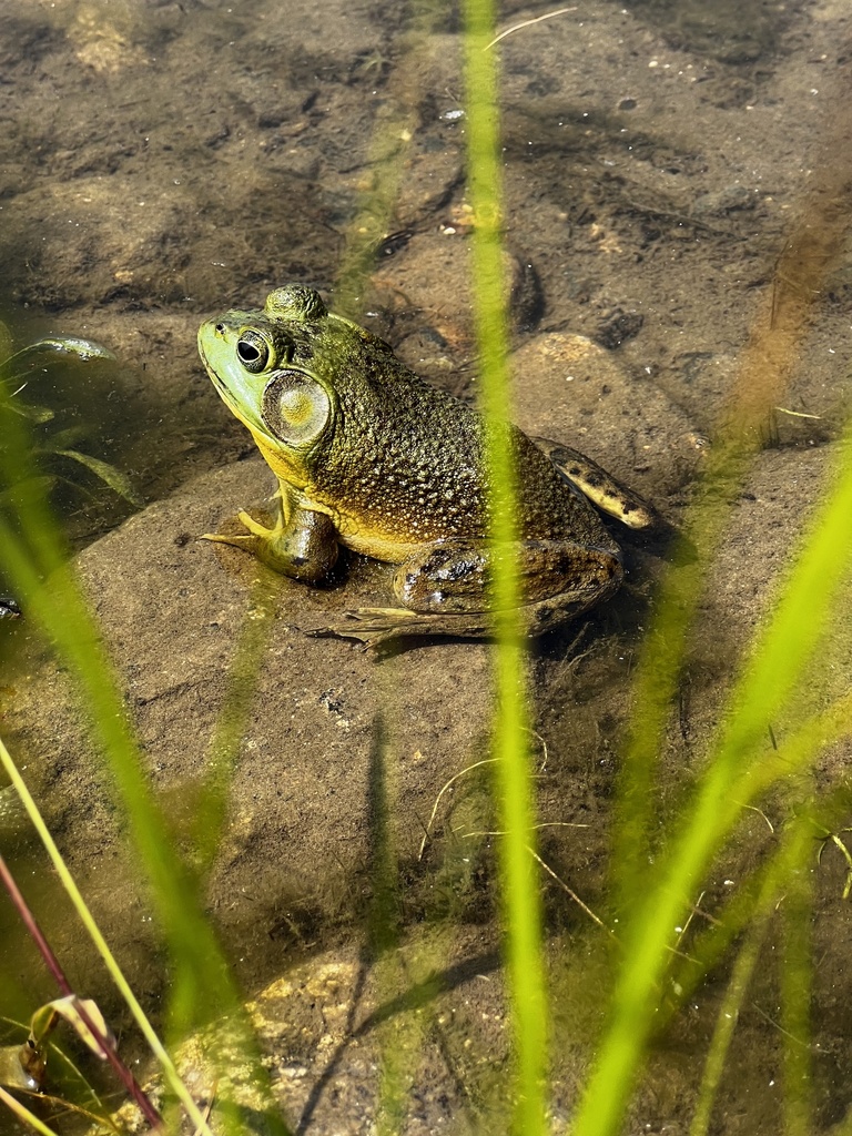 American Bullfrog from Acadia National Park, Mount Desert, ME, US on ...