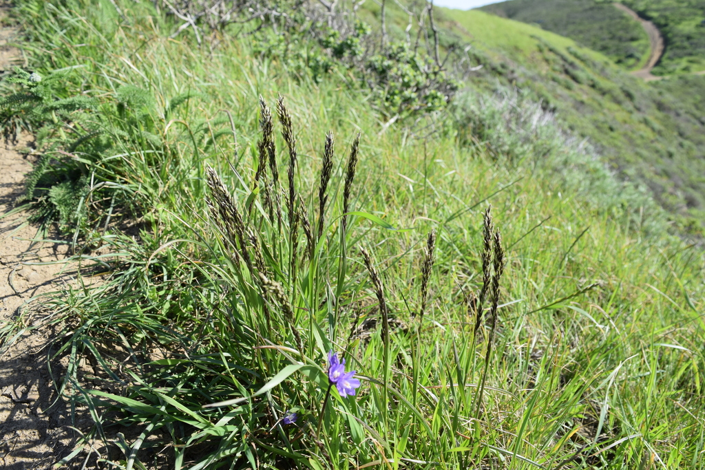 California melic (Melica californica) - Botanical Realm