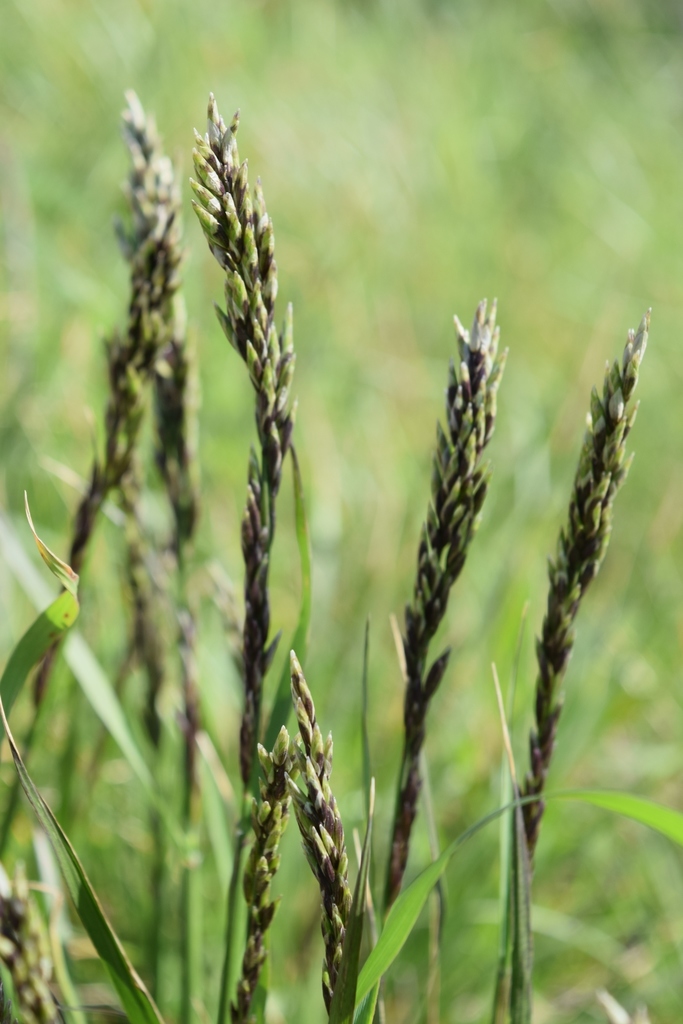 California melic (FONR Grassland restoration monitoring guide ...