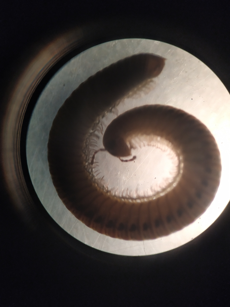 Round-backed Millipedes from Lincoln Park, Chicago, IL, USA on October ...