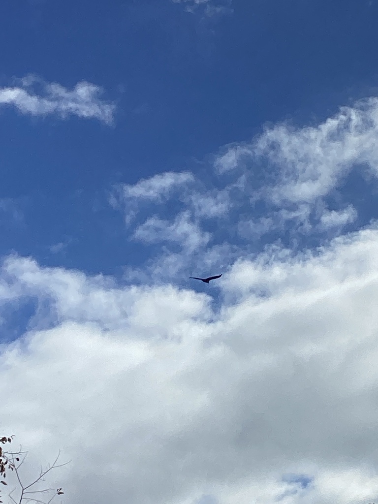 Turkey Vulture from Hocking County, US-OH, US on October 18, 2023 at 12 ...