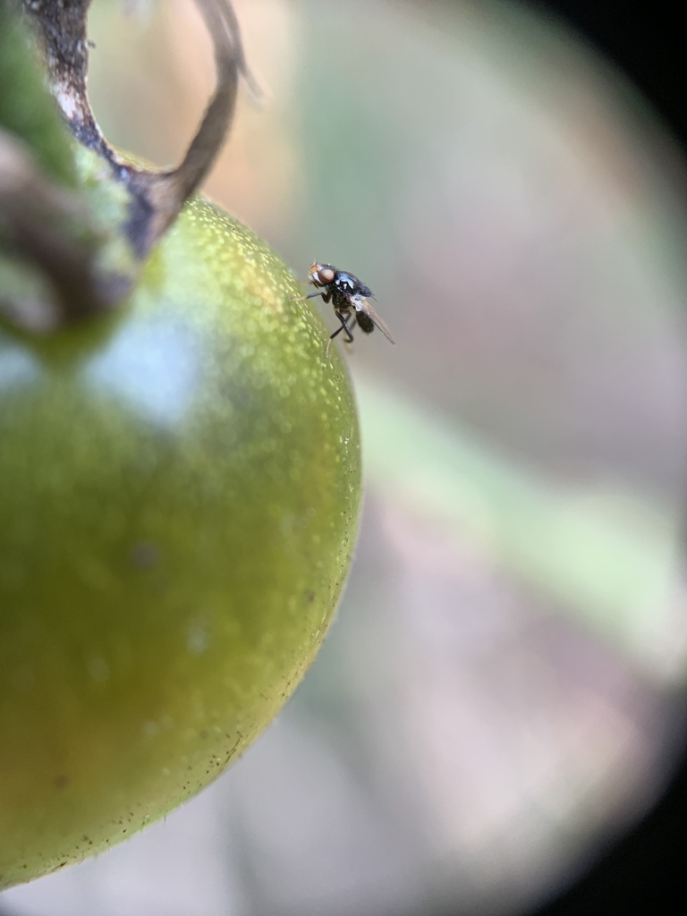Freeloader Flies in October 2023 by Senna Bryce Robeson. visiting split ...