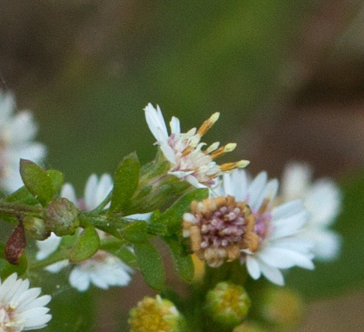 common American asters from Newton County, AR, USA on October 17, 2023 ...