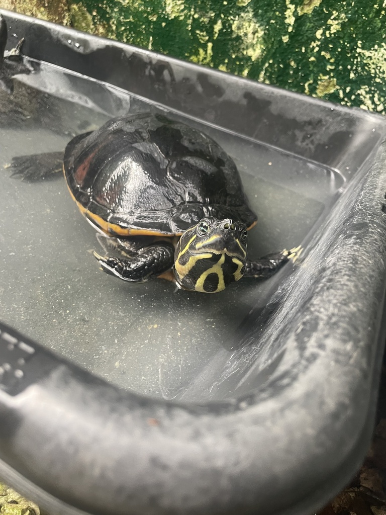 Florida Redbelly Turtle from Puerto Rico, Cayey, Puerto Rico, US on ...