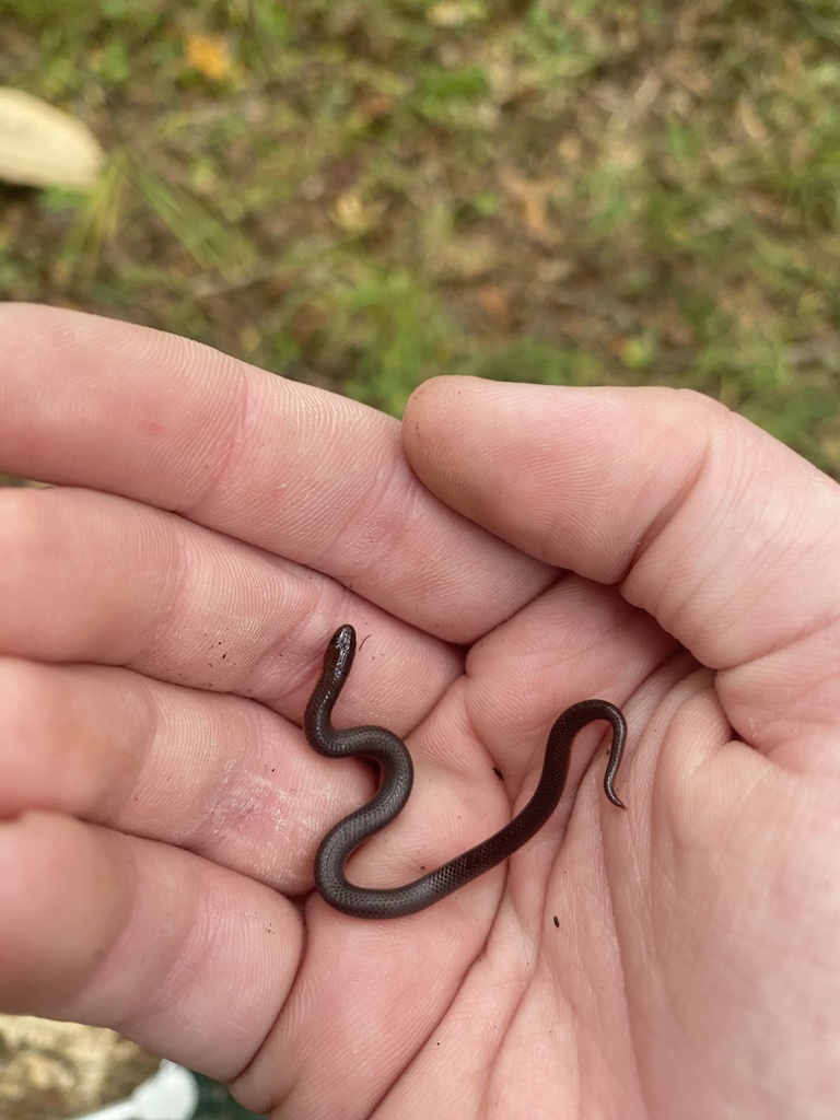 Eastern Worm Snake from Middlesex, NC, US on October 18, 2023 at 02:45 ...
