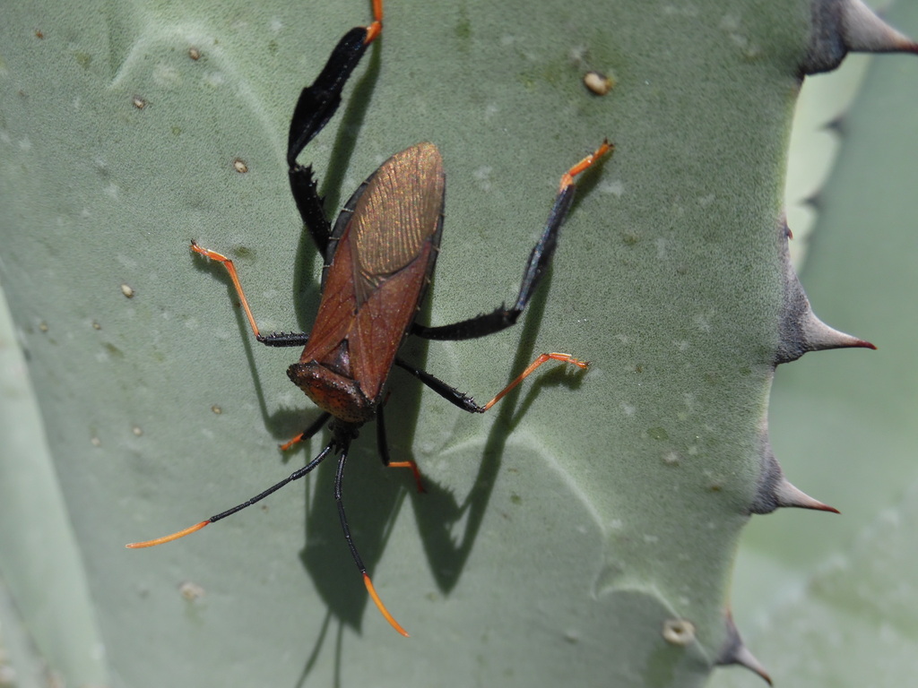 Giant Agave Bug from Nombre de Dios, Dgo., México on September 13, 2023 ...