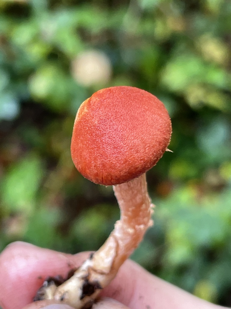 cinnabar powdercap from Waite Mill Rd, Granite Falls, WA, US on October ...