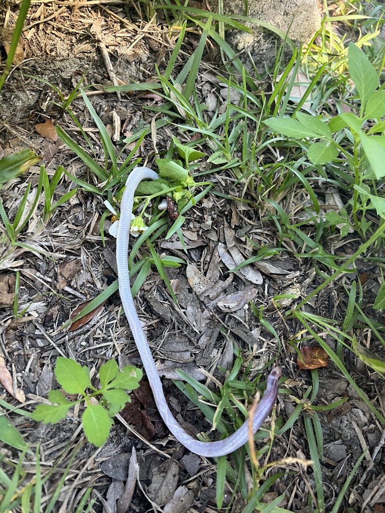 Florida Worm Lizard in October 2023 by Dmitry Podobreev · iNaturalist