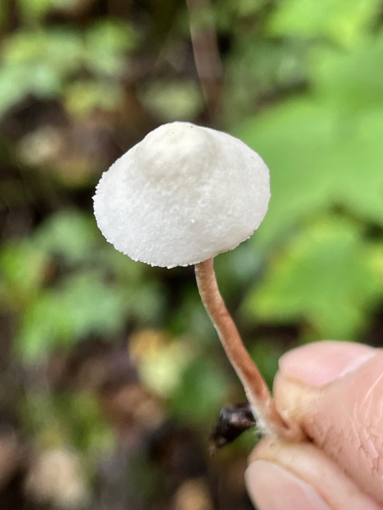bearded dapperling from Waite Mill Rd, Granite Falls, WA, US on October ...