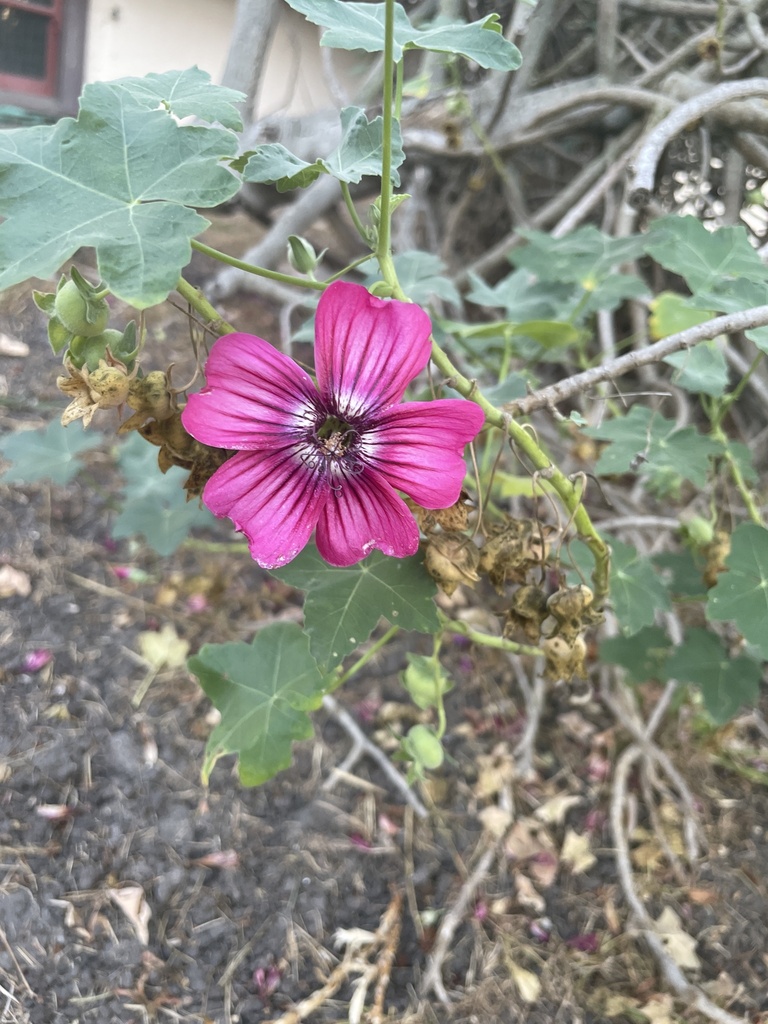 Island Mallow from Carleton St, Berkeley, CA, US on October 18, 2023 at ...