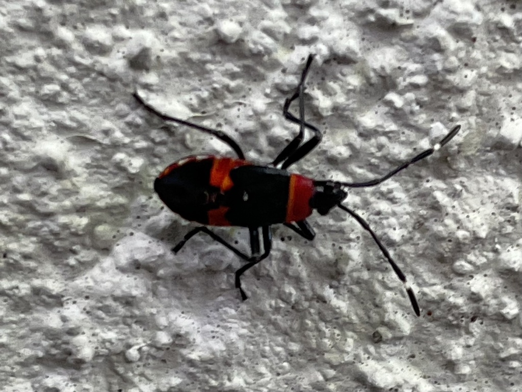 Harlequin Red Bug from Doyle Tce, Chapman, ACT, AU on October 19, 2023 ...