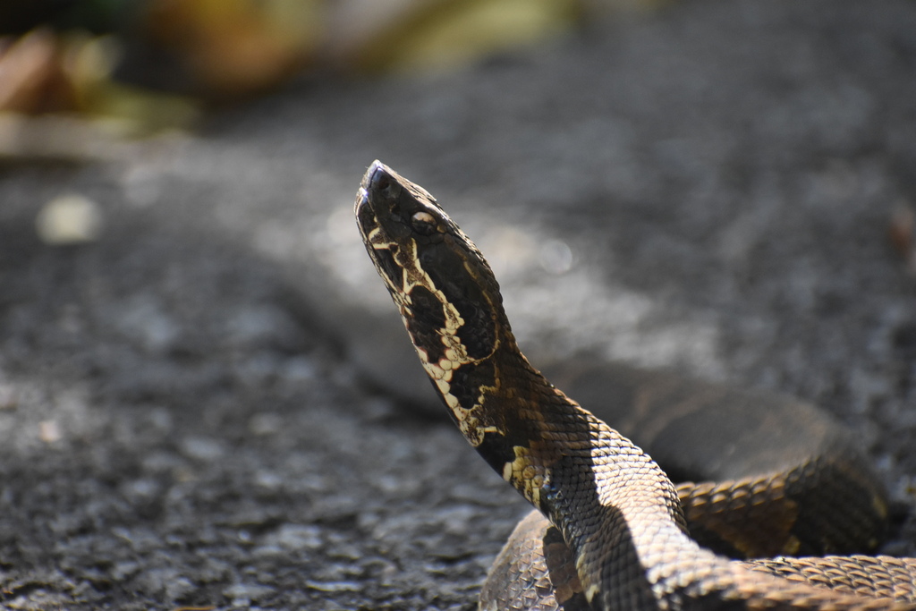 Northern Cottonmouth from Cheatham County, TN, USA on October 18, 2023 ...