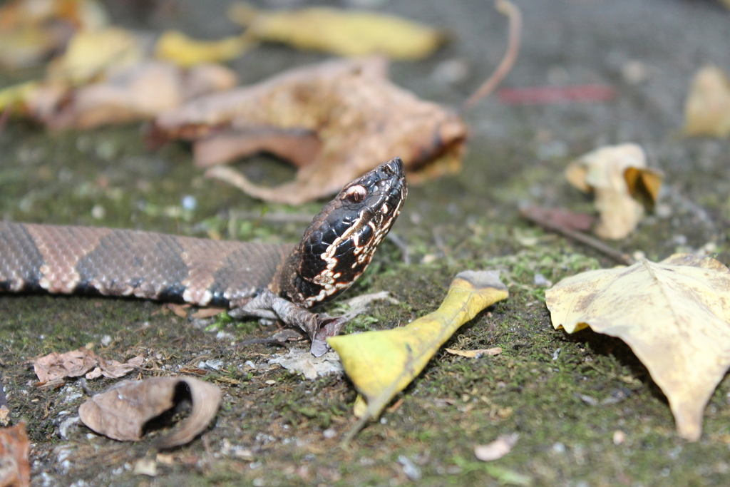 Northern Cottonmouth from Cheatham County, TN, USA on October 18, 2023 ...