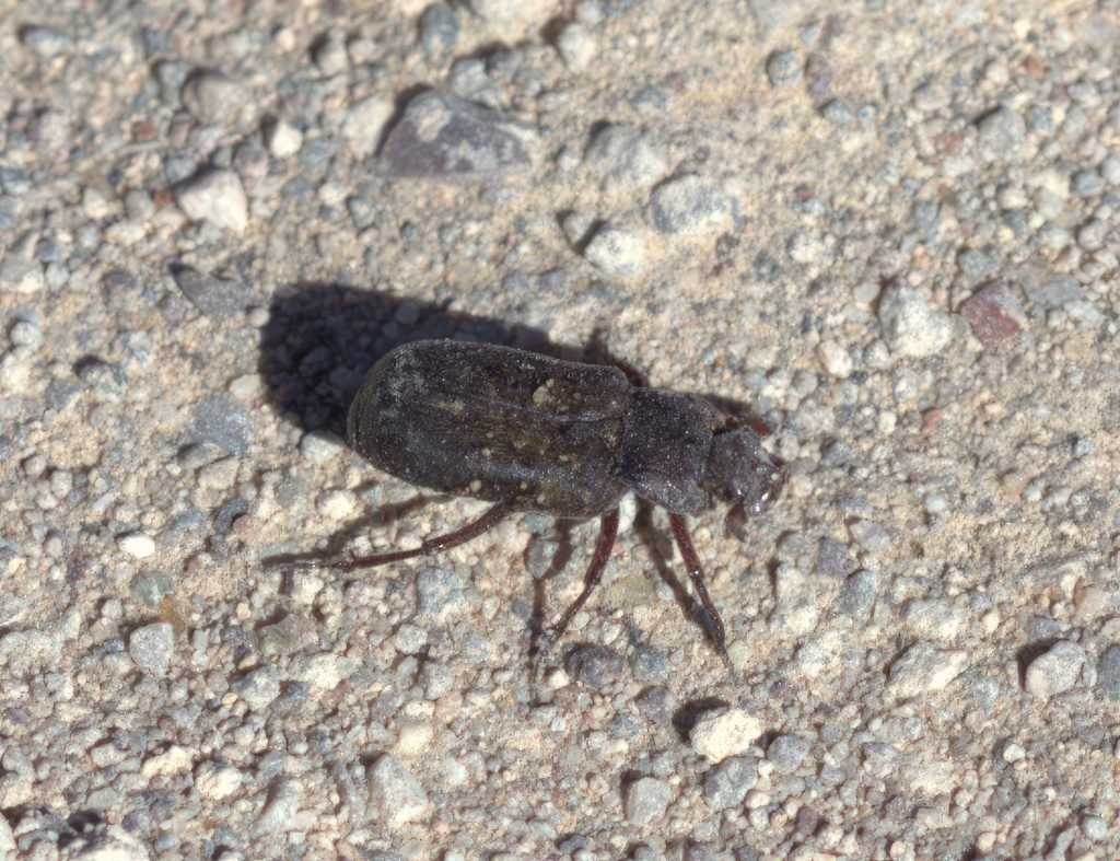Anteater Scarabs from San Bernardino County, CA, USA on October 17 ...