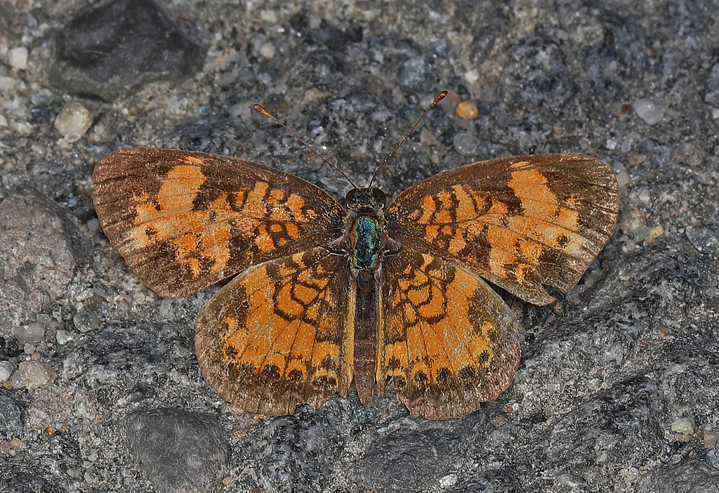 Pearl Crescent from Alexandria, VA 22307 on October 18, 2023 at 08:46 ...