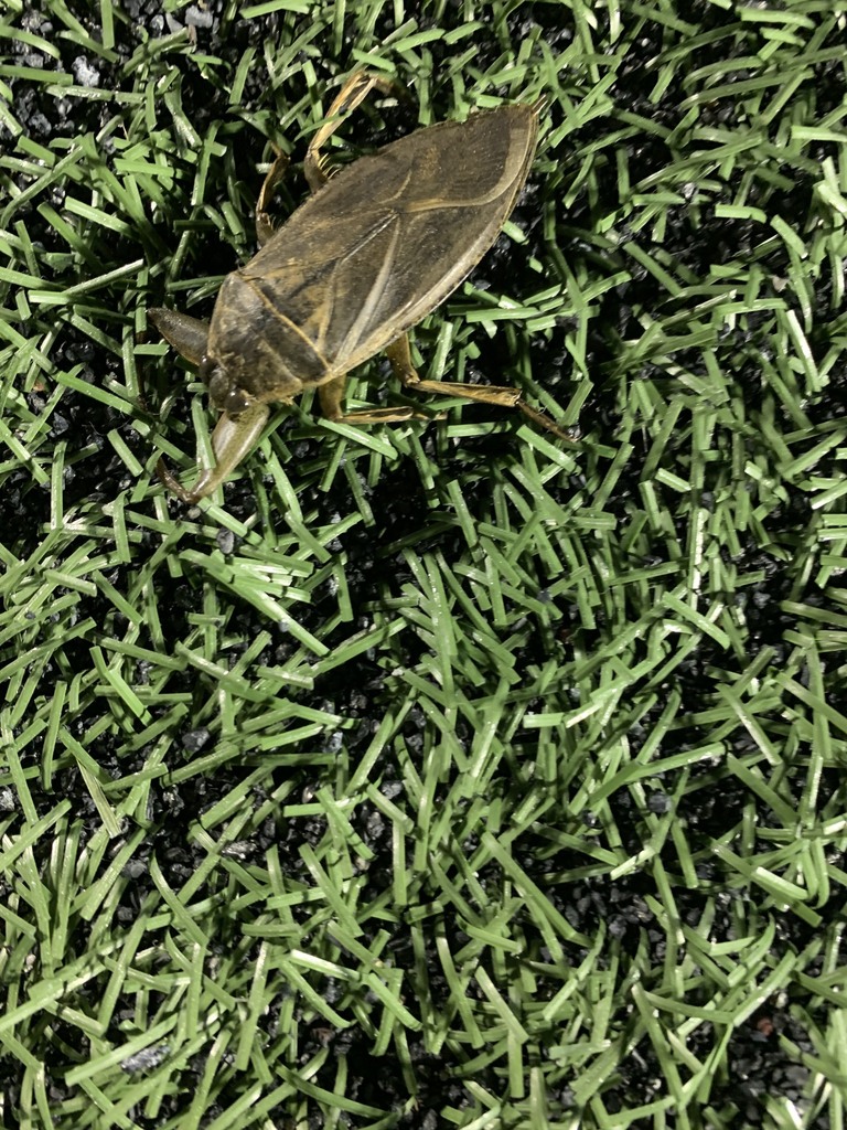 American Giant Water Bug from Ottawa, ON, Canada on September 20, 2023 ...