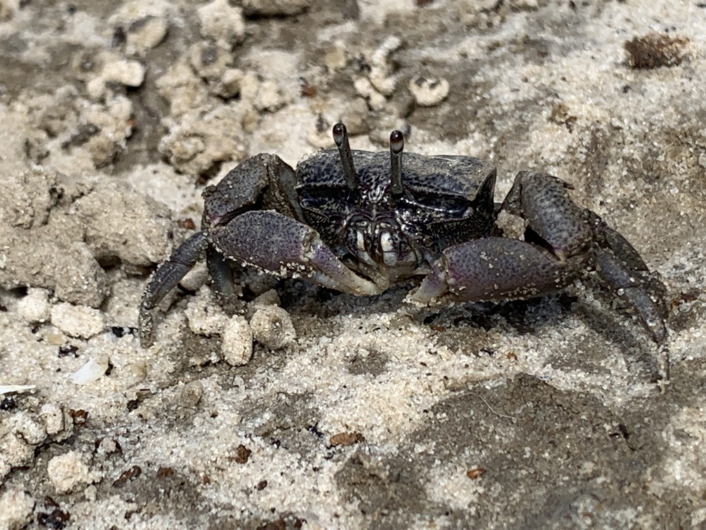Semaphore Crab from Coastal-Promontory Ward, Yanakie, VIC, AU on ...
