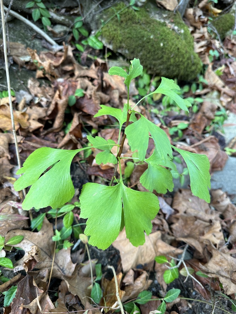 ginkgo from Indian Hill, OH, USA on October 18, 2023 at 03:59 PM by ...