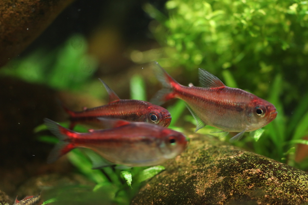 Moenkhausia rubra in September 2023 by sleepy_aubergine · iNaturalist