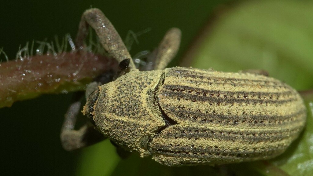Sternuchopsis waltoni from Goregaon, Mumbai, Maharashtra, India on ...