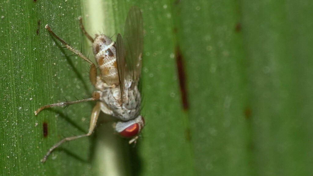 Shoot Flies from Goregaon, Mumbai, Maharashtra, India on October 10 ...