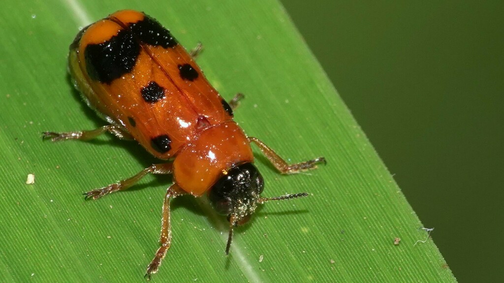 Clytra fasciatopunctata from Goregaon, Mumbai, Maharashtra, India on ...