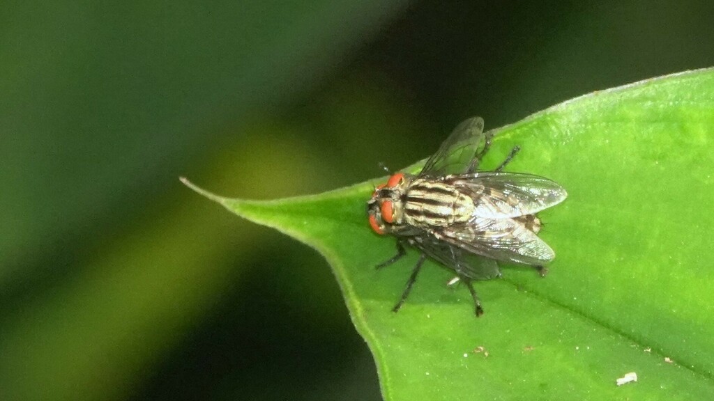Flesh Flies and Satellite Flies from Goregaon, Mumbai, Maharashtra ...
