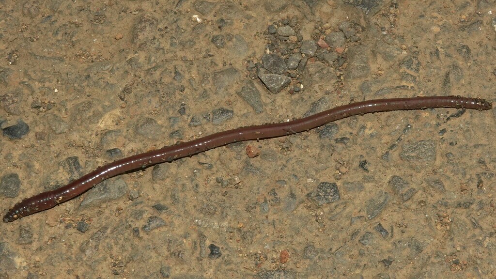 Common Earthworm from Goregaon, Mumbai, Maharashtra, India on October ...