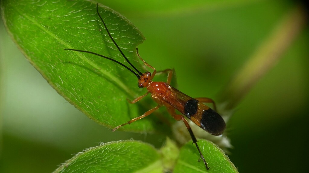 Cremnops desertor from Goregaon, Mumbai, Maharashtra, India on October ...