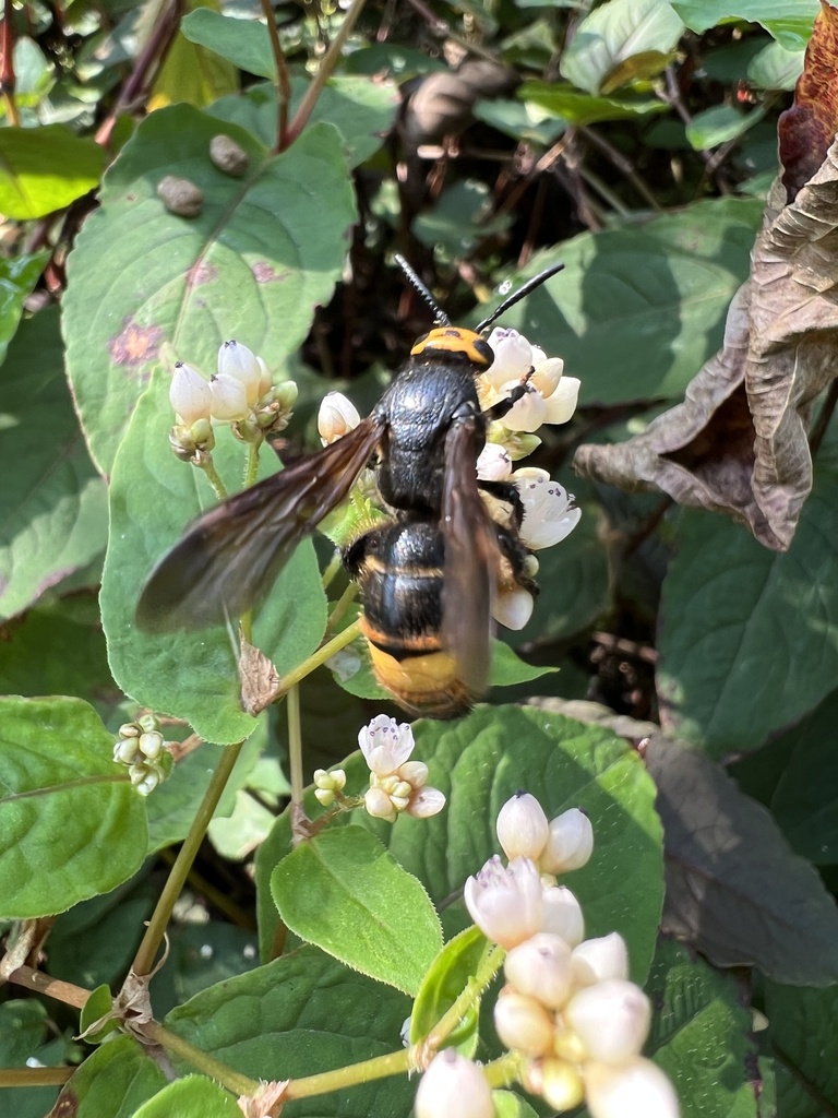 Scolia watanabei in October 2023 by kanglling · iNaturalist
