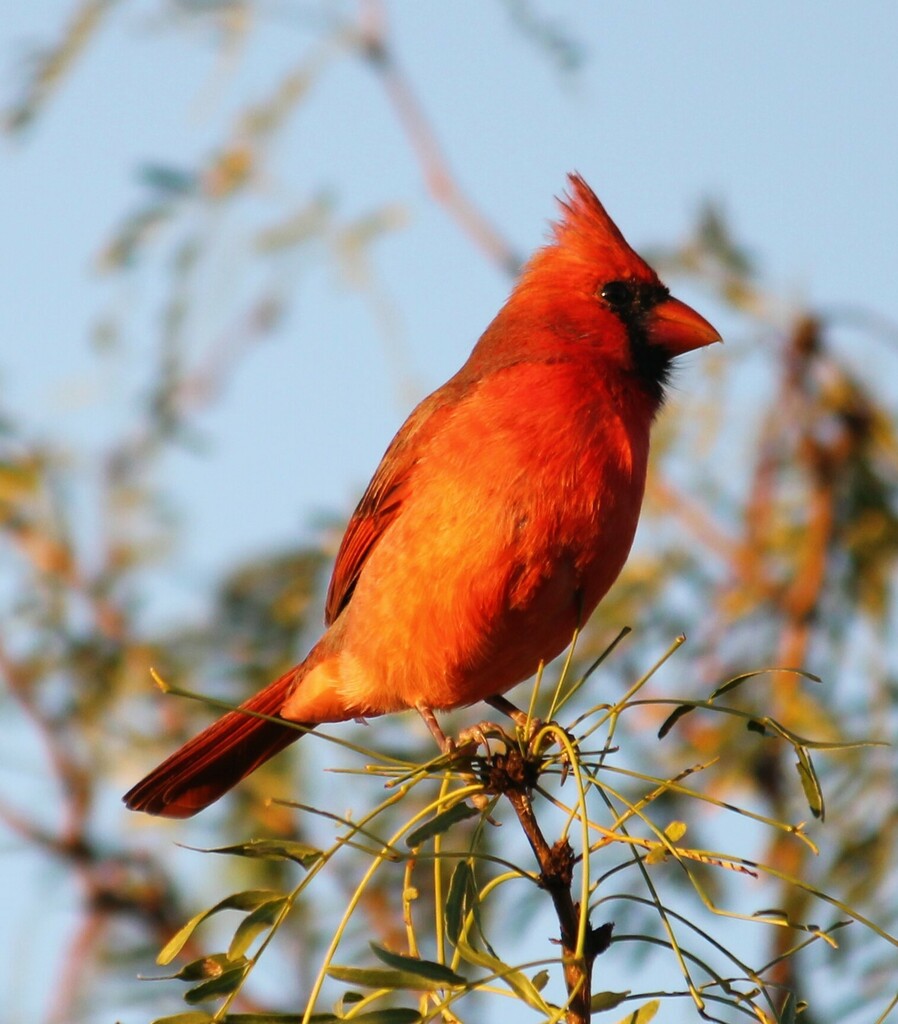 Northern Cardinal from South Side, Corpus Christi, TX, USA on October ...