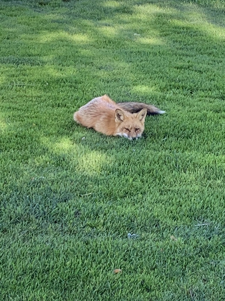 Red Fox from Northgate 2, Walnut Creek, CA 94598, USA on October 12 ...