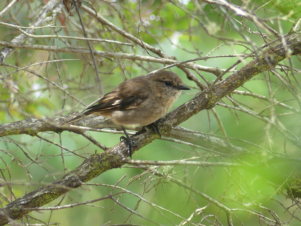 Dusky Robin from Eugenana TAS 7310, Australia on December 28, 2022 at ...