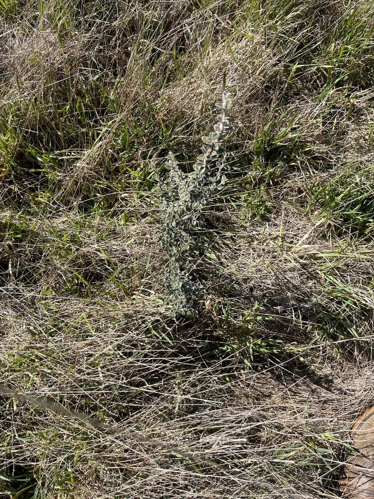 Cotoneasters from Te Waipounamu/South Island, Alexandra, Otago, NZ on ...
