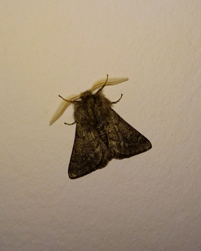 Microbiston lanaria · iNaturalist